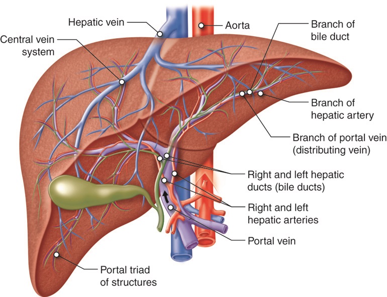 Hepatic Vein Model